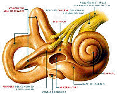 OBSERVEM ELS SENTITS per mar ledesma: PARTS DE L'ORELLA